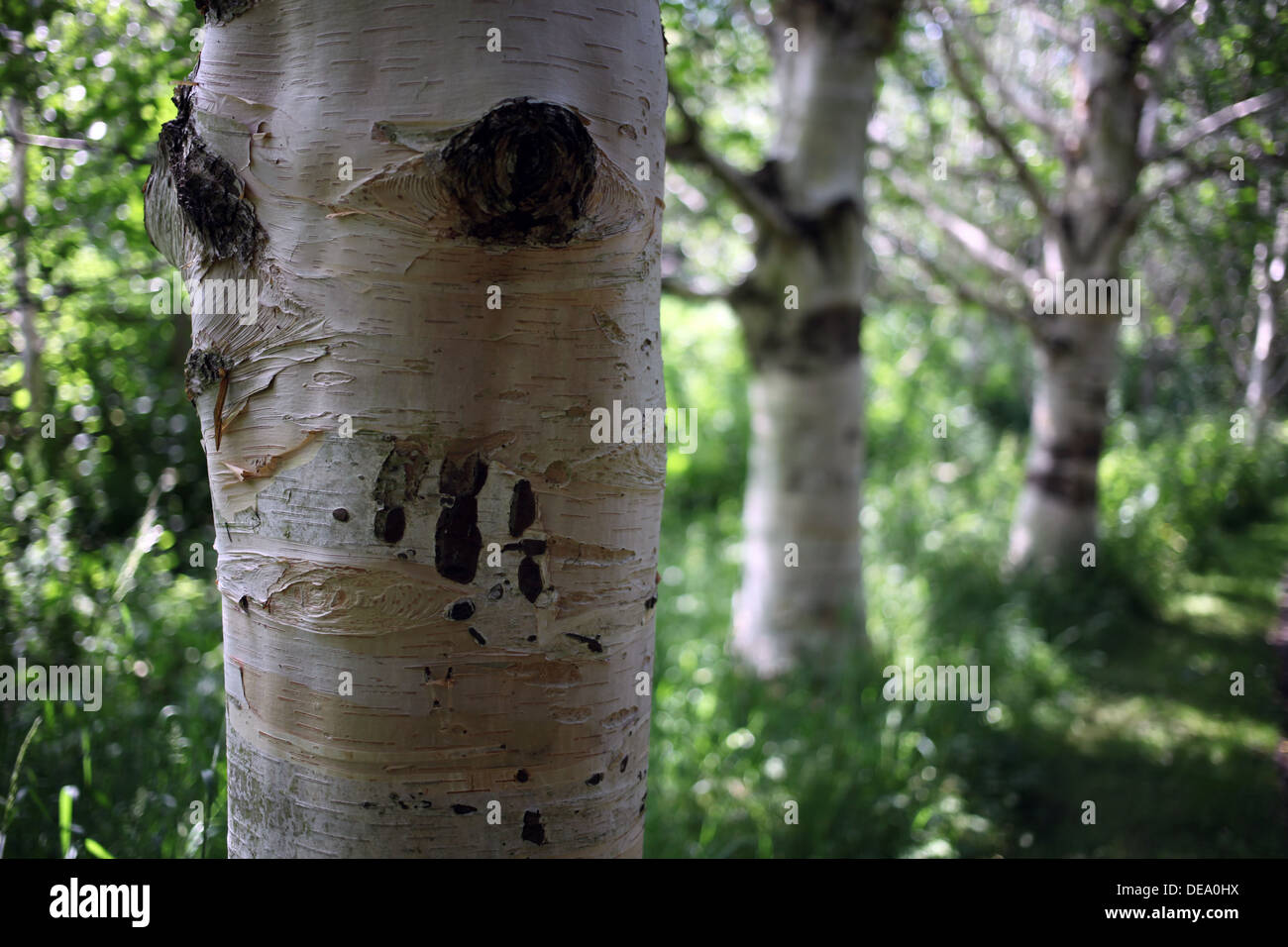 Botanical alignment hi-res stock photography and images - Alamy