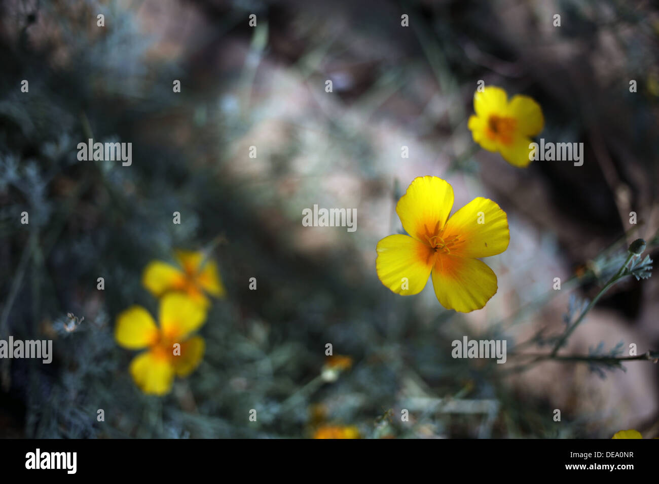 Yellow flower with four petals - Botanical garden - Durham - England ...