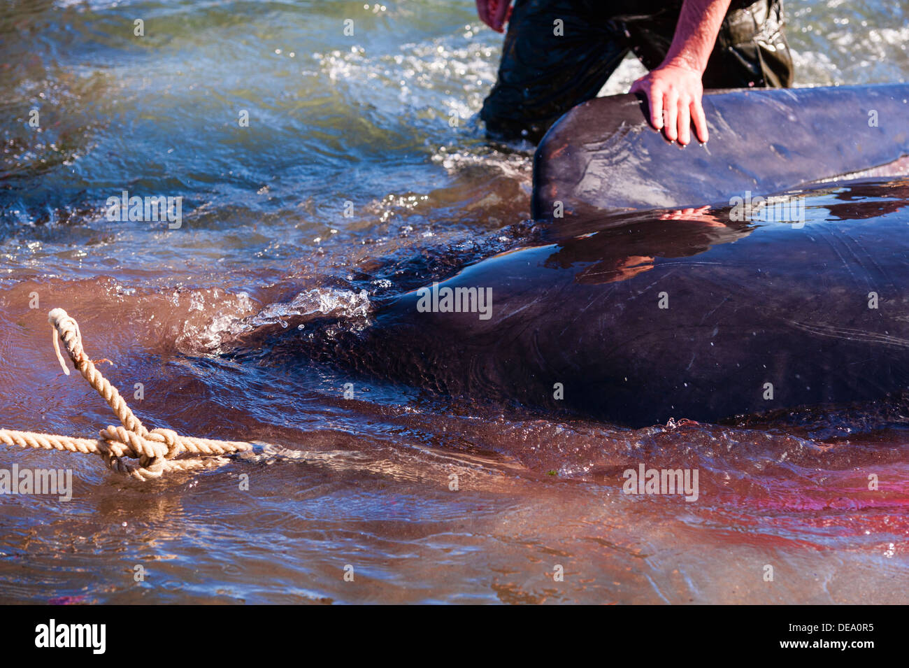 Traditional hunt of pilot whales (Globicephala melas) in Faroe Islands ...