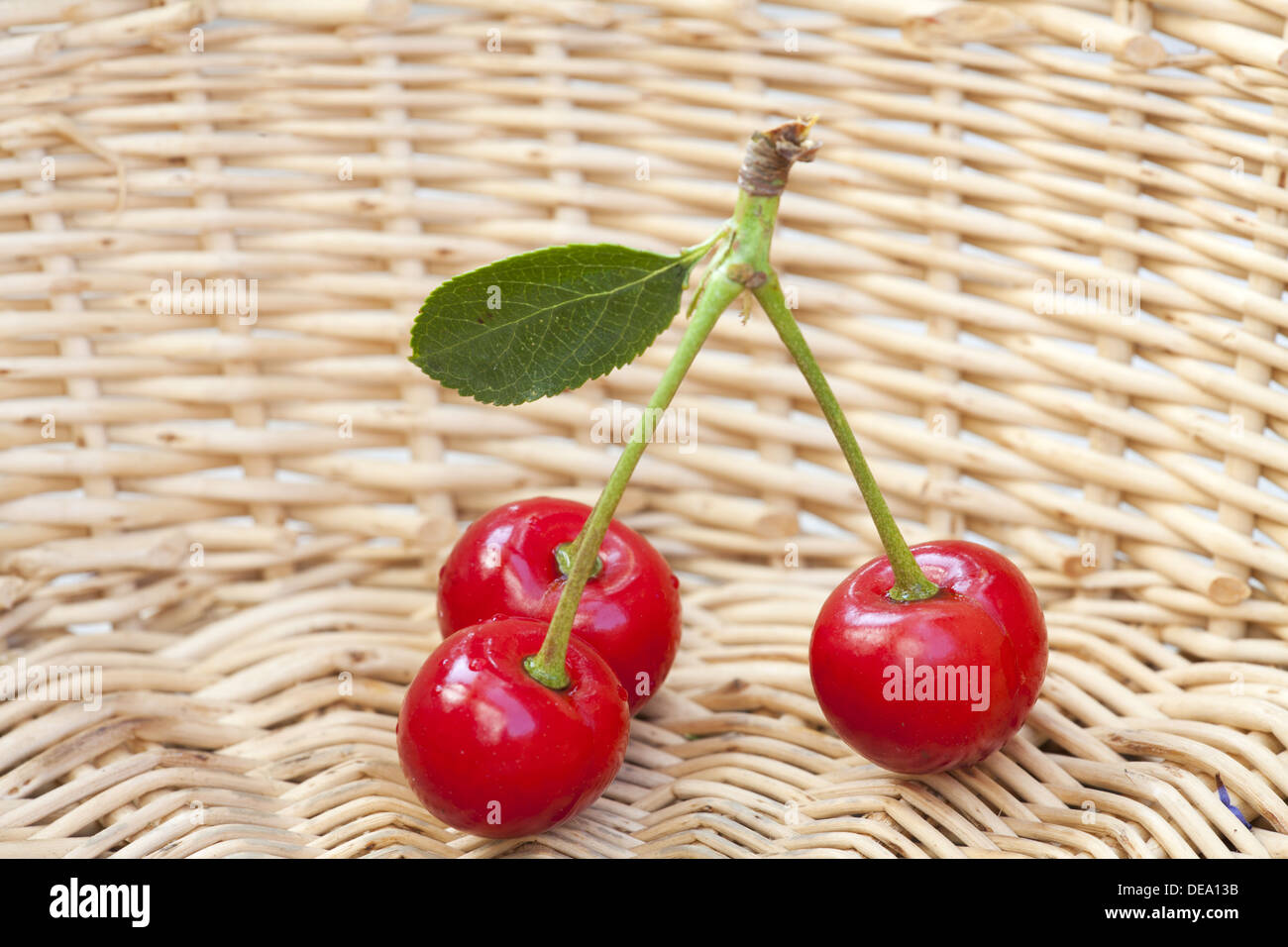 Three freshly picked cherries with stalk and leaf lying in a basket ...