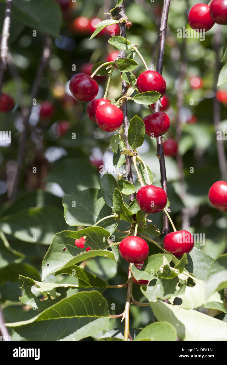 Cherry twigs with ripe fruits for harvesting Stock Photo - Alamy