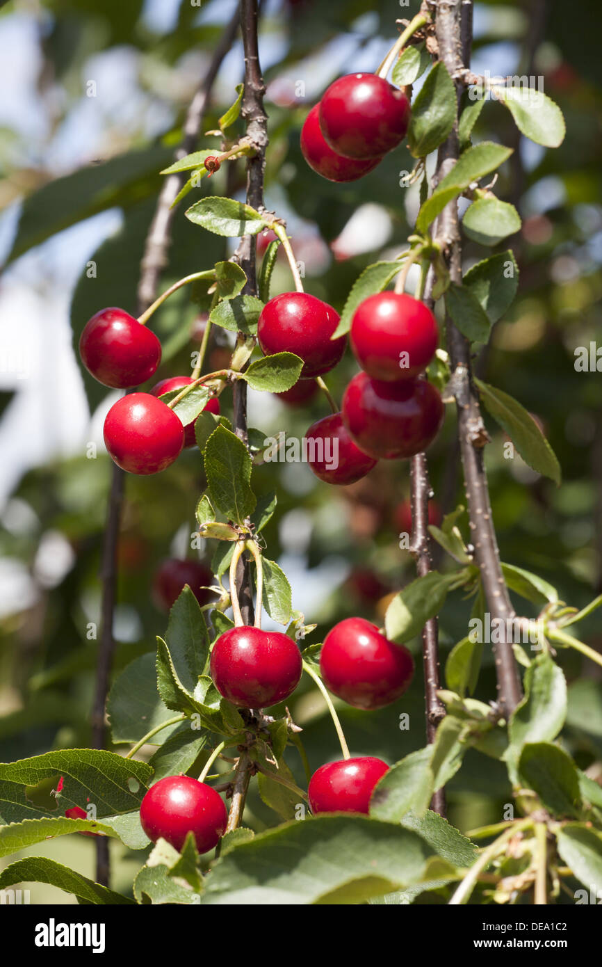 Cherry twigs with ripe fruits for harvesting in the garden Stock Photo ...