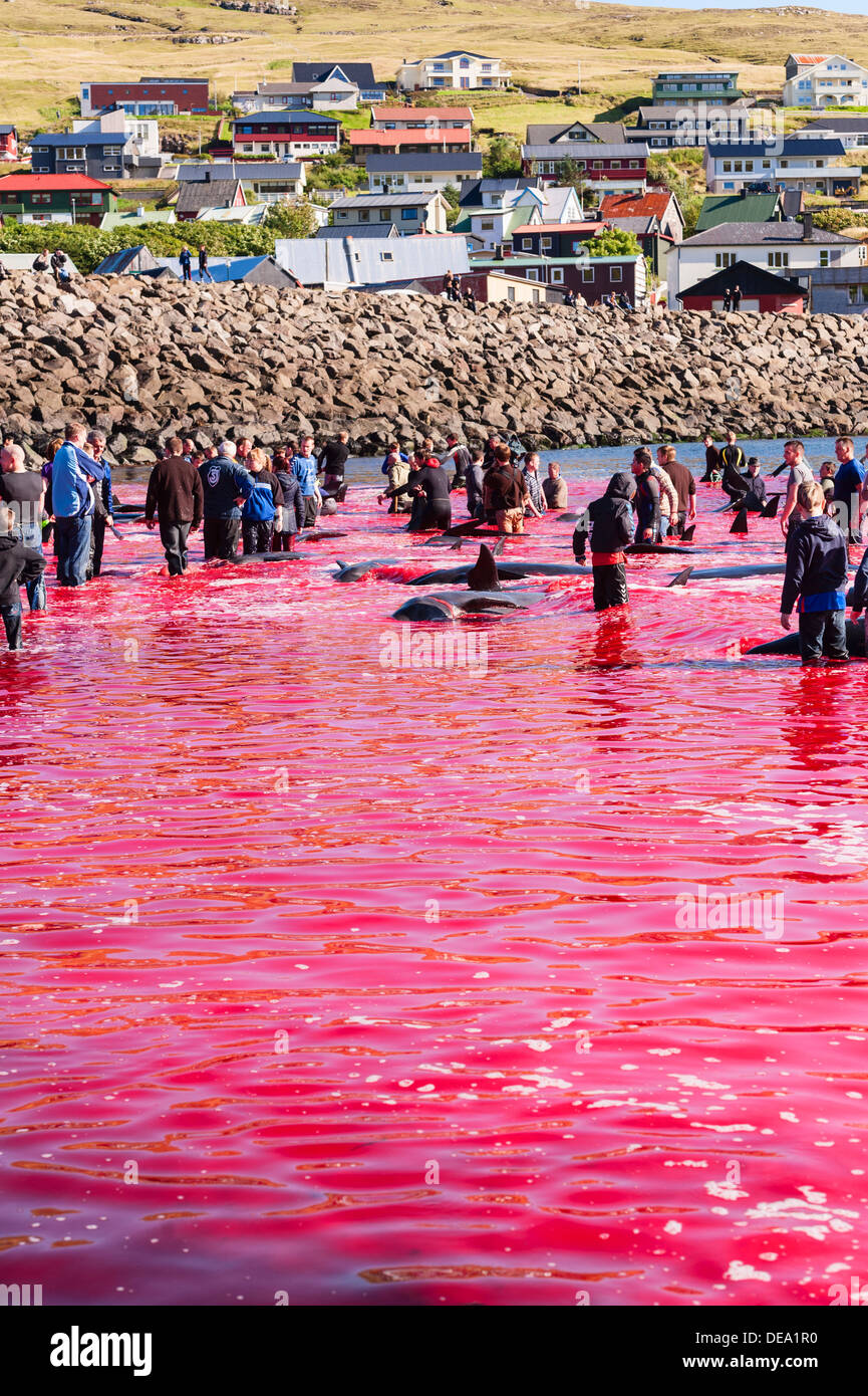 Traditional hunt of pilot whales (Globicephala melas) in Faroe Islands ...