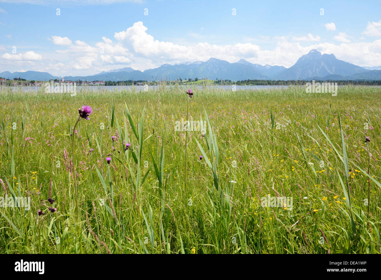 Lake Hopfensee in the Allgaeu (Bavaria, Germany Stock Photo - Alamy