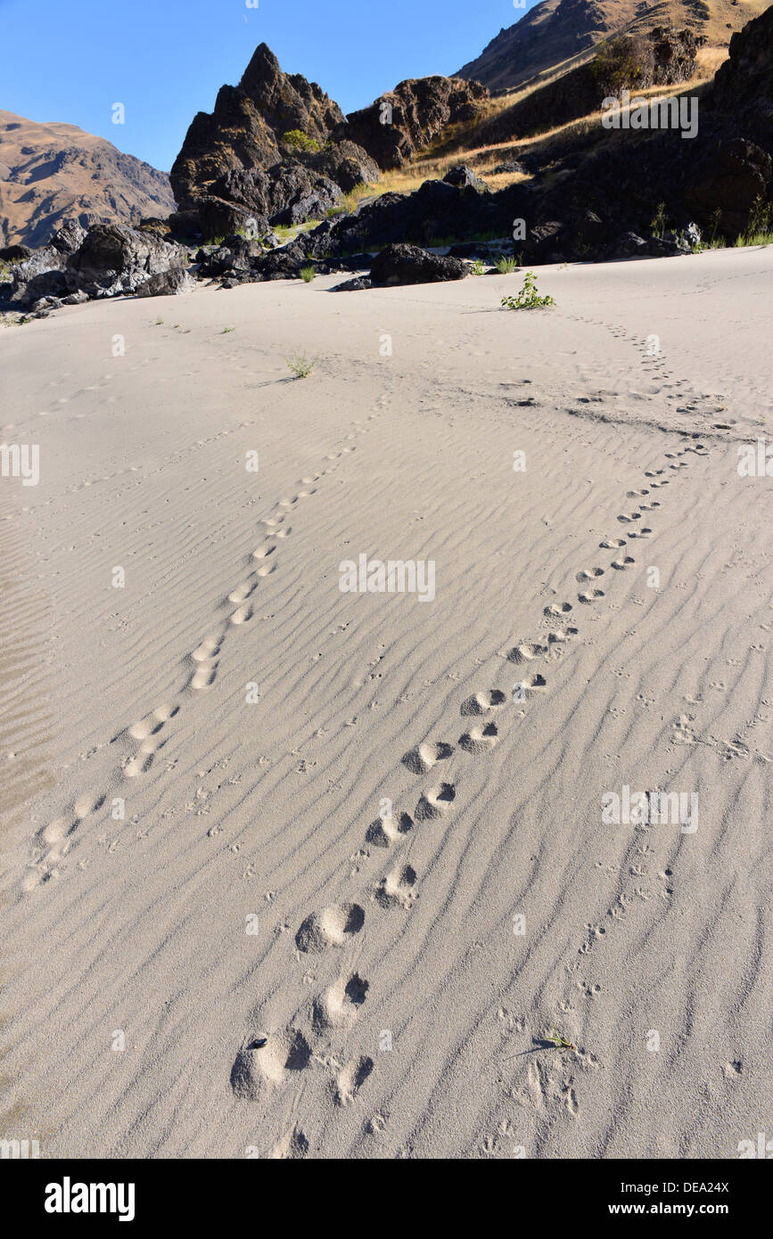 Animal Tracks Sand High Resolution Stock Photography and Images - Alamy