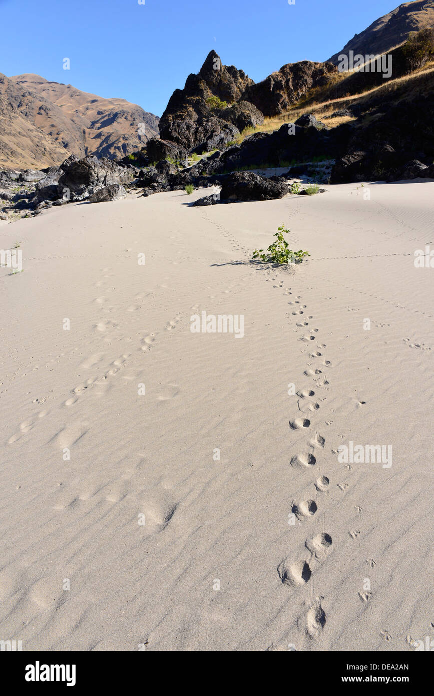 Animal tracks on a beach in Hells Canyon, Oregon Stock Photo - Alamy