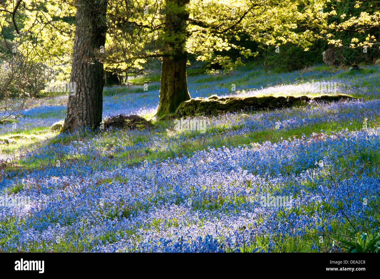 Bluebells in Woodland near Beddgelert, Snowdonia National Park, North ...