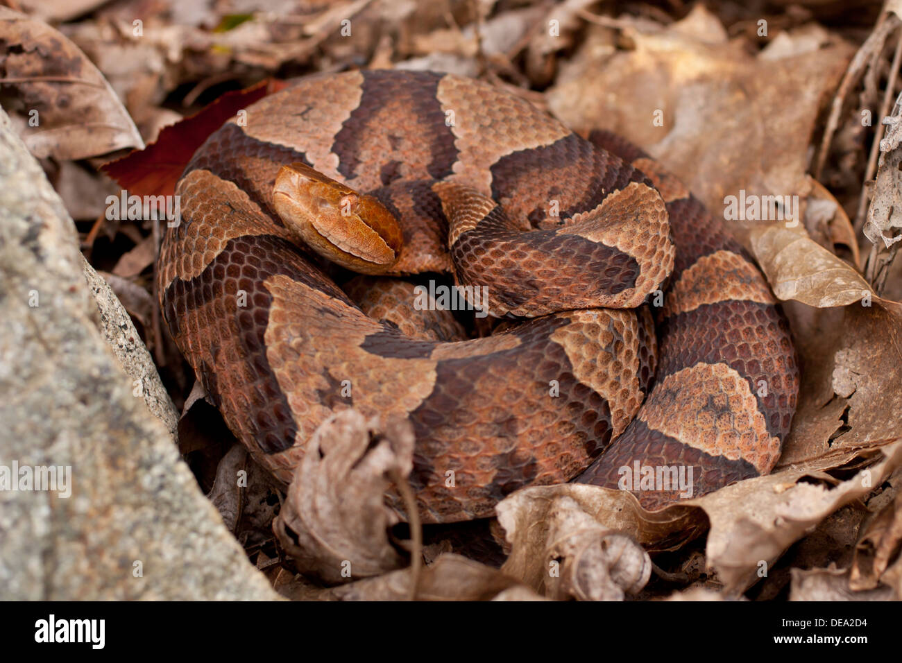 northern copperhead snake - Agkistrodon contortrix mokasen Stock Photo ...