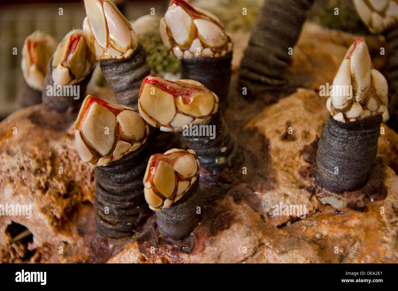 Neck barnacle hi-res stock photography and images - Alamy