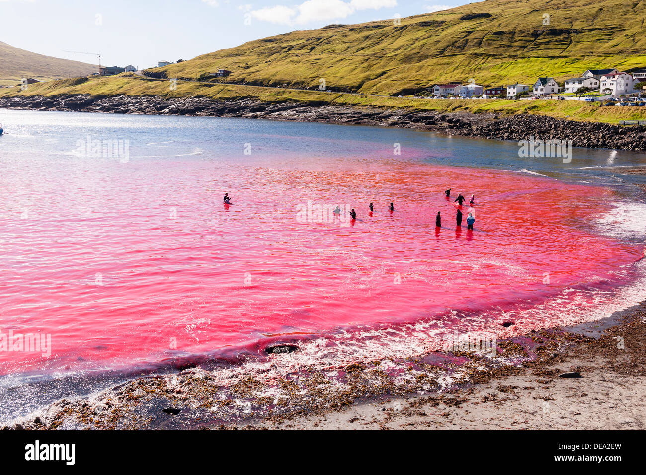 Traditional hunt of pilot whales (Globicephala melas) in Faroe Islands ...