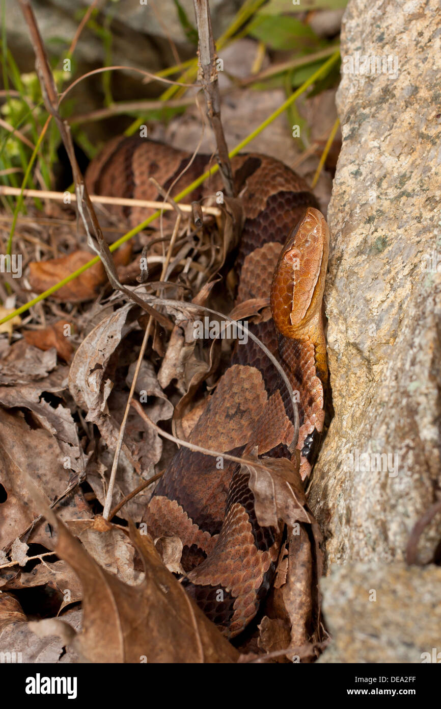 northern copperhead snake - Agkistrodon contortrix mokasen Stock Photo ...
