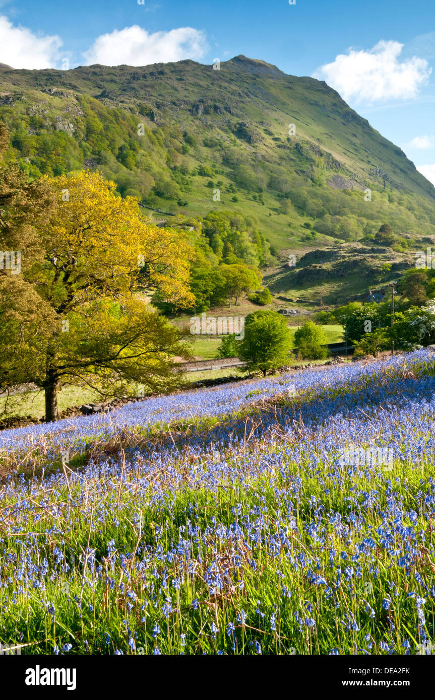 Flowers in snowdonia national park hi-res stock photography and images ...