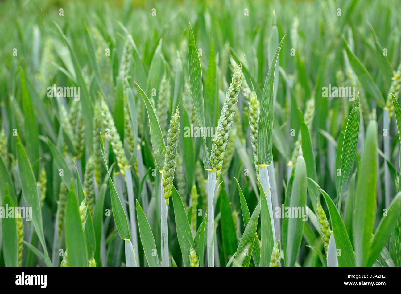 Green ears of wheat hi-res stock photography and images - Alamy