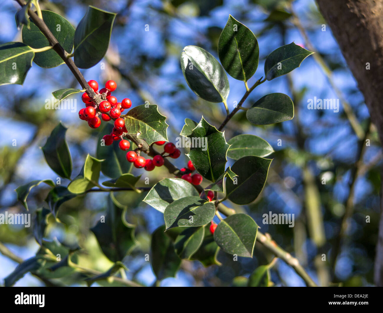 Holly blue and leaves hi-res stock photography and images - Alamy