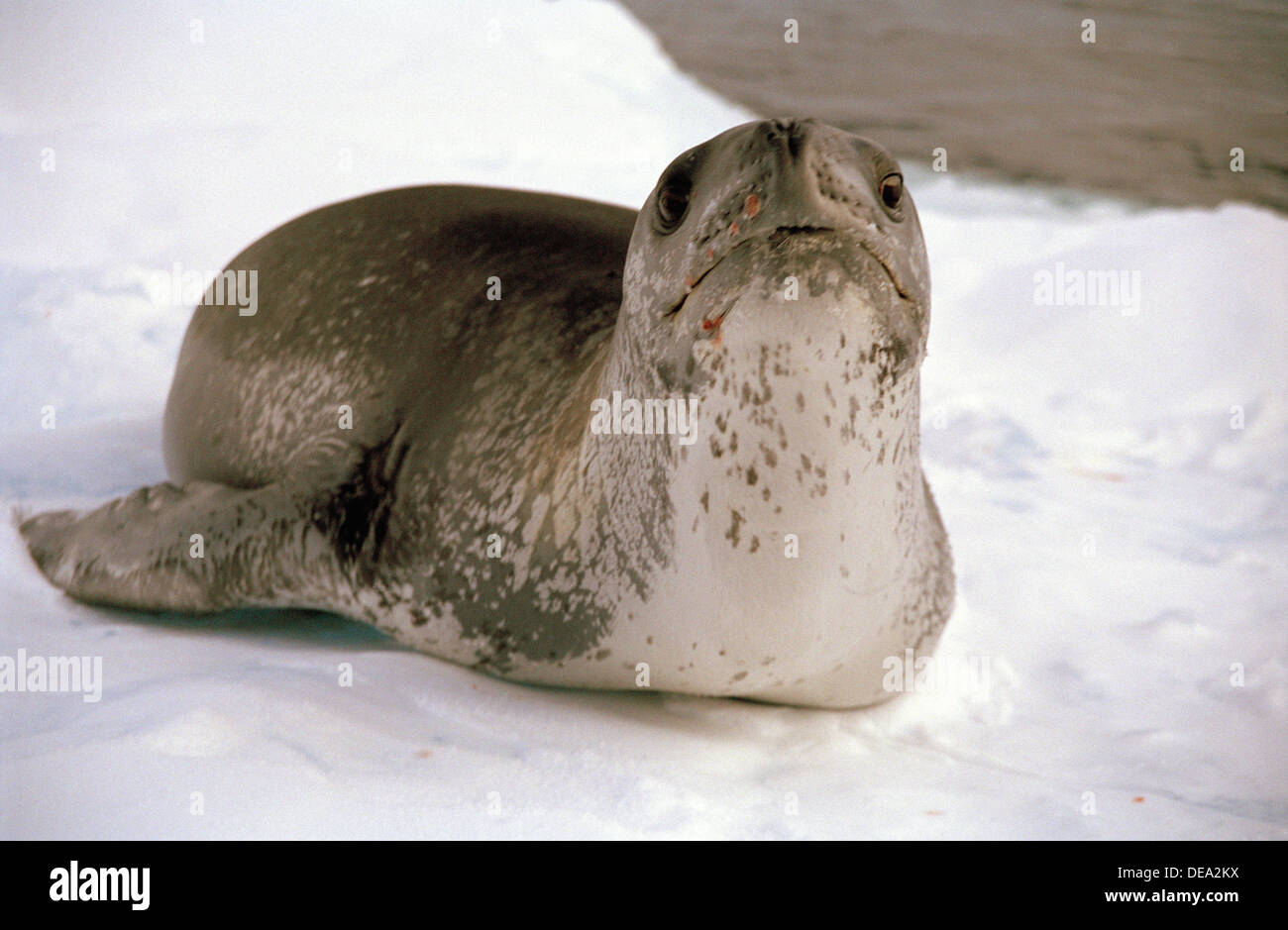 Seal genus hi-res stock photography and images - Alamy
