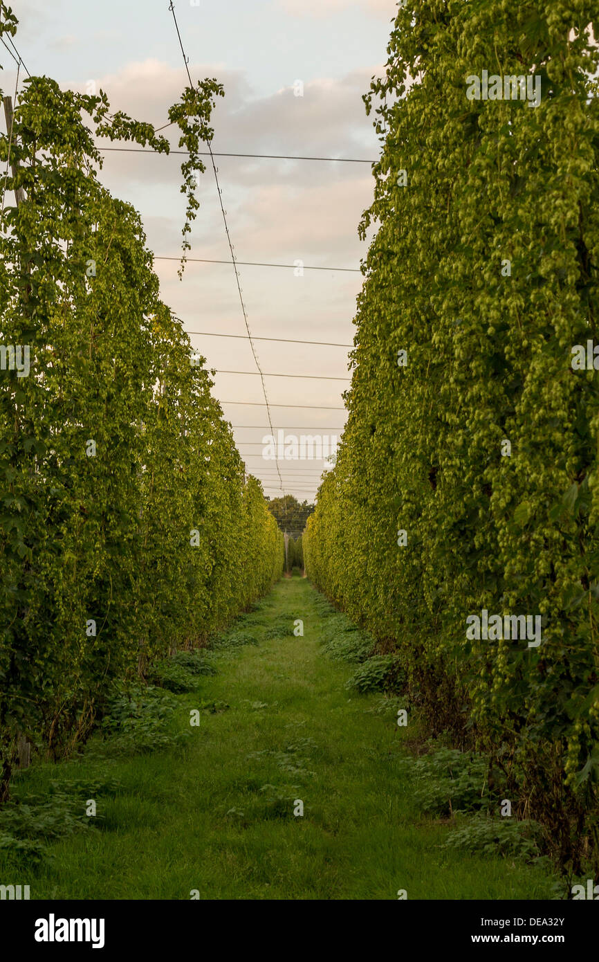 Hop field hi-res stock photography and images - Alamy