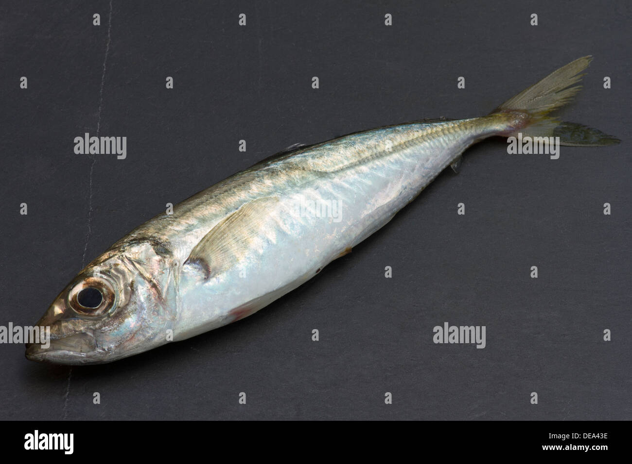 Mackerel on slate background Stock Photo - Alamy