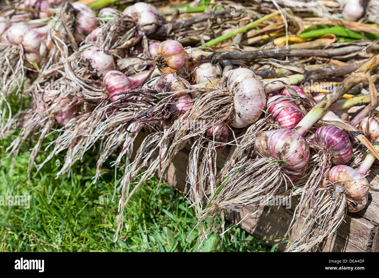 Freshly dug organic garlic drying on the grass Stock Photo - Alamy