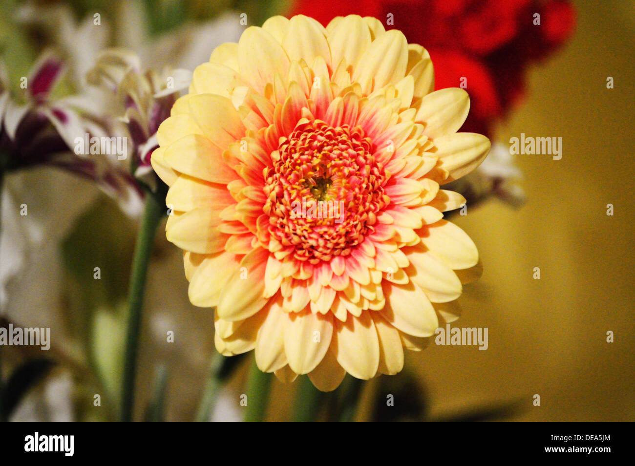 a flower head Stock Photo - Alamy