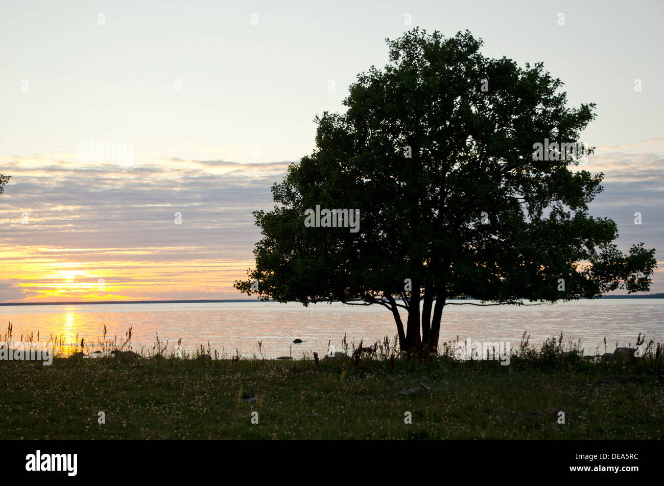 Pink alder hi-res stock photography and images - Alamy