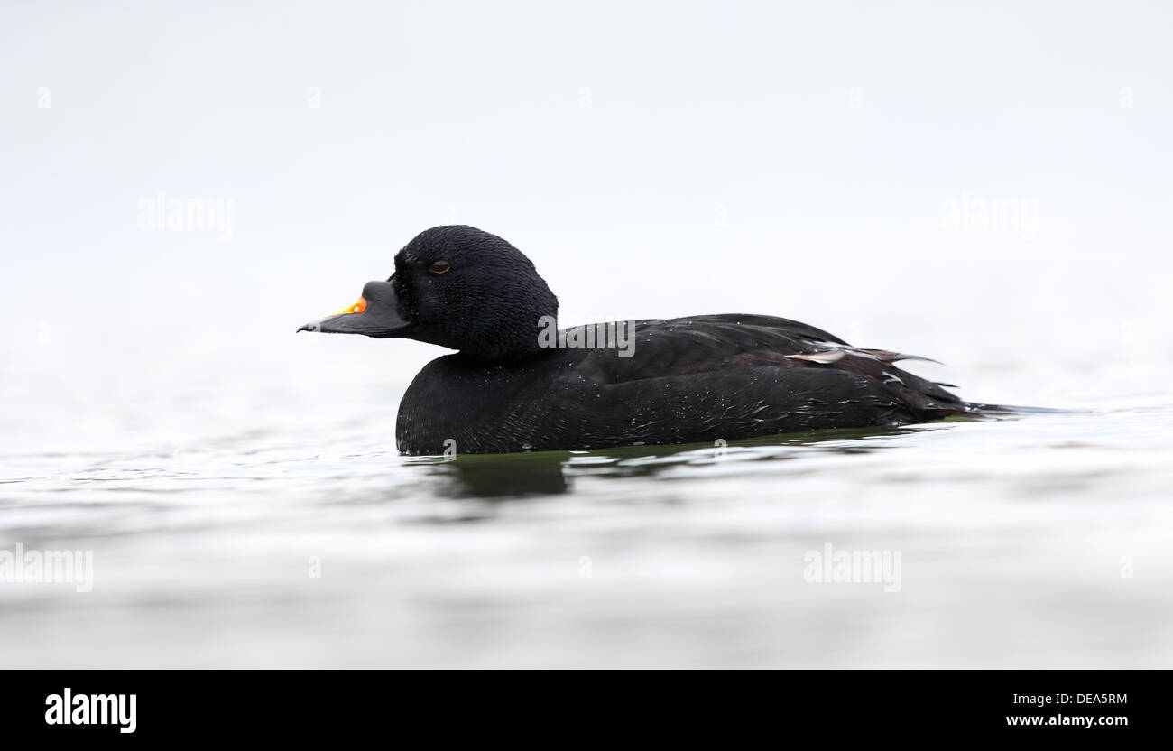 Common Scoter, Melanitta nigra, swimming on freshwater pool Stock Photo ...