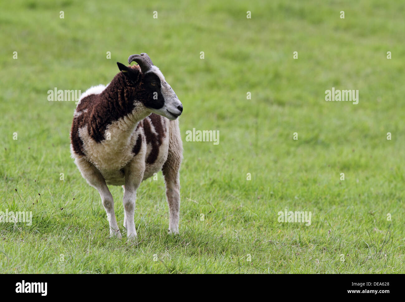 Jacob Sheep High Resolution Stock Photography and Images - Alamy