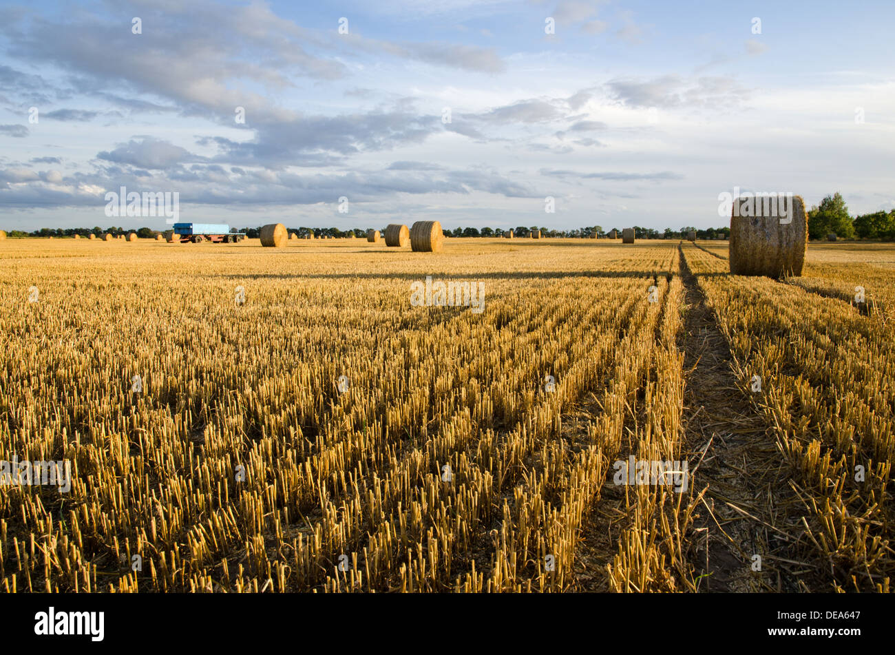 Rows in a stubble field Stock Photo - Alamy