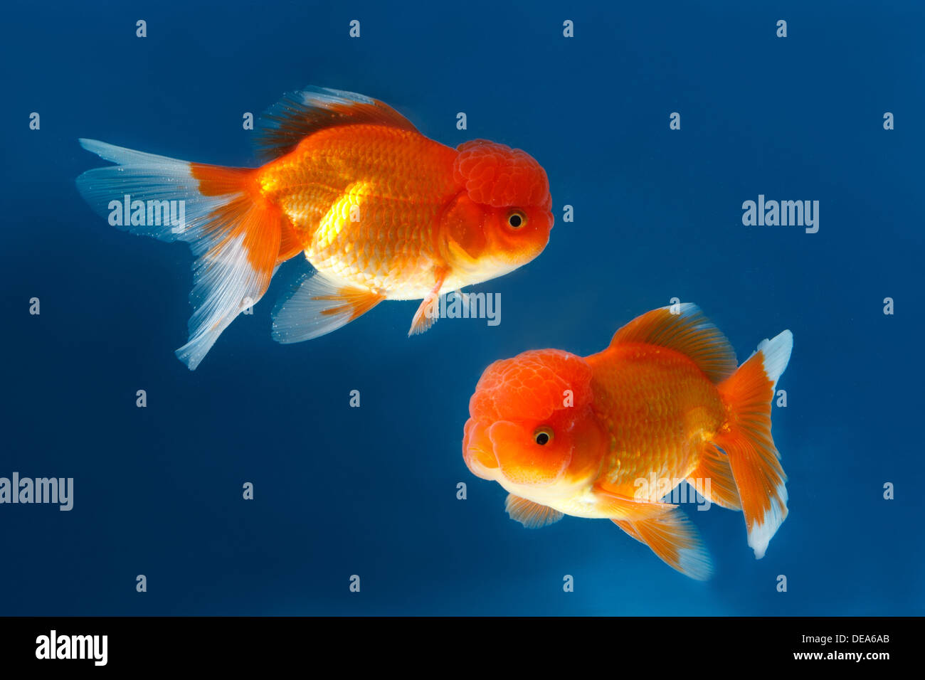 One fish two fish red fish blue fish hi-res stock photography and ...