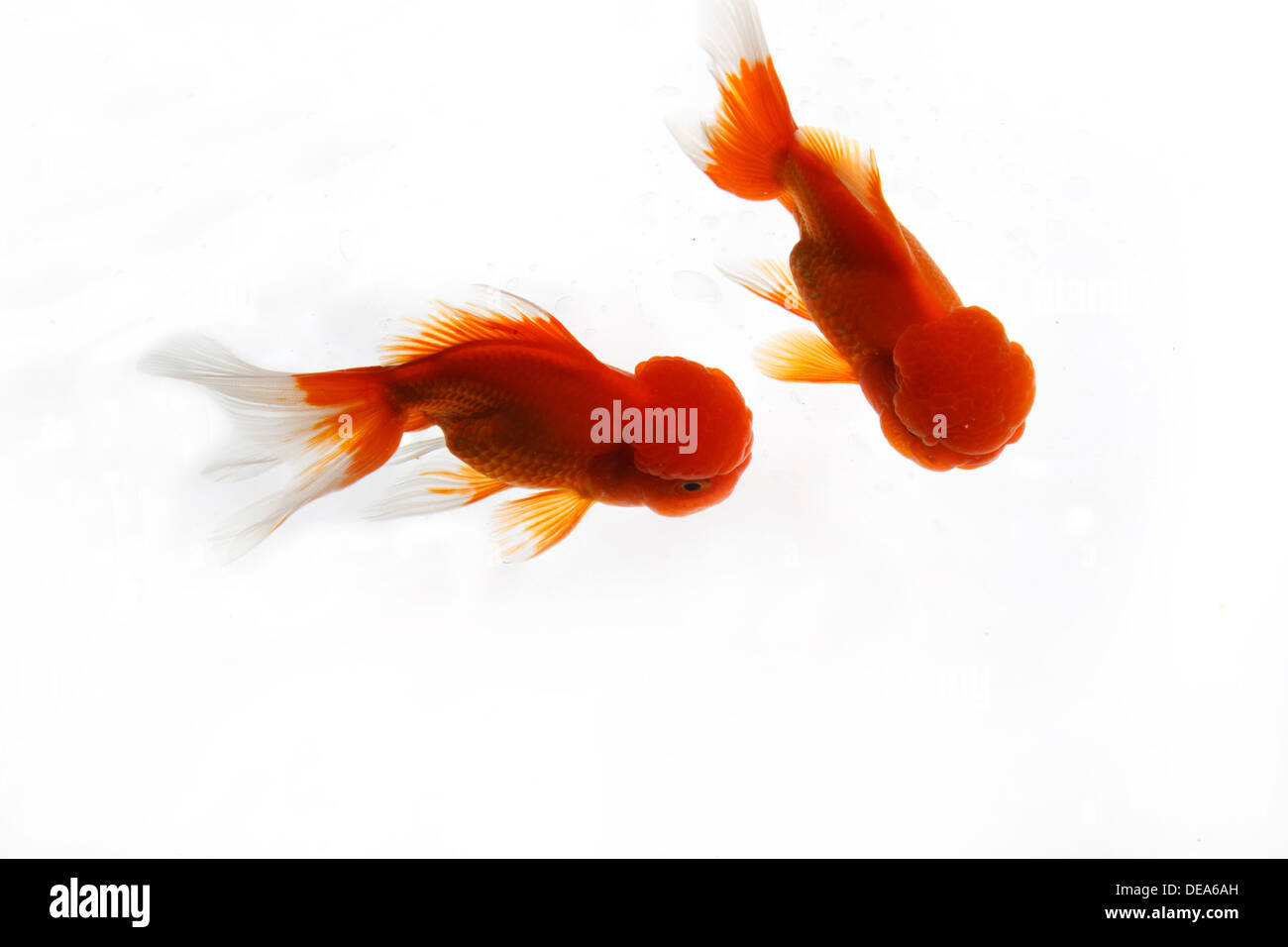 One fish two fish Cut Out Stock Images & Pictures - Alamy