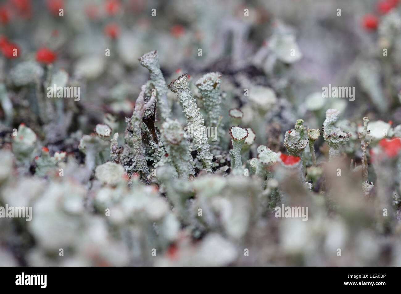 Moss cups hi-res stock photography and images - Alamy