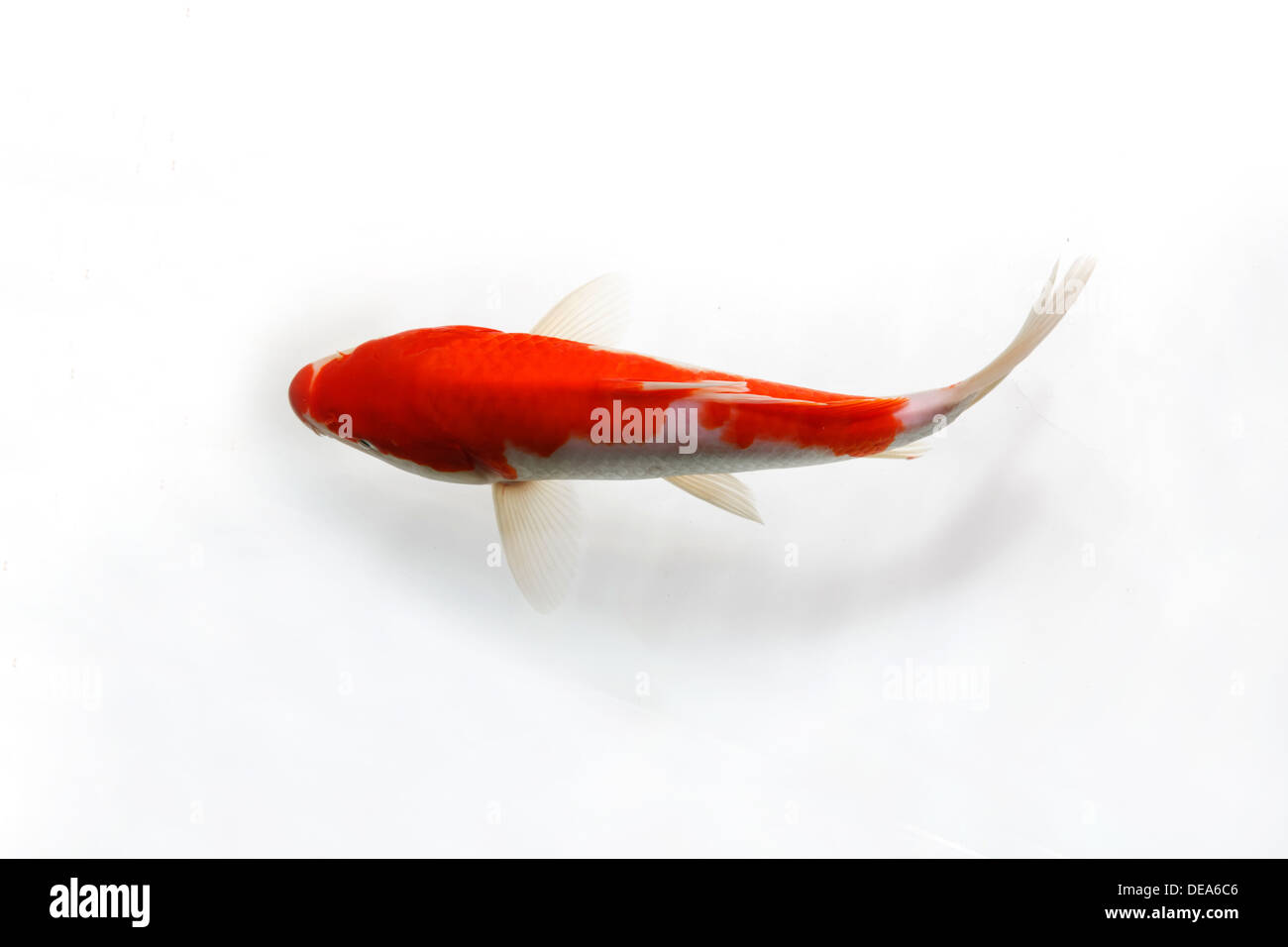 Koi fish natural Cut Out Stock Images & Pictures - Alamy