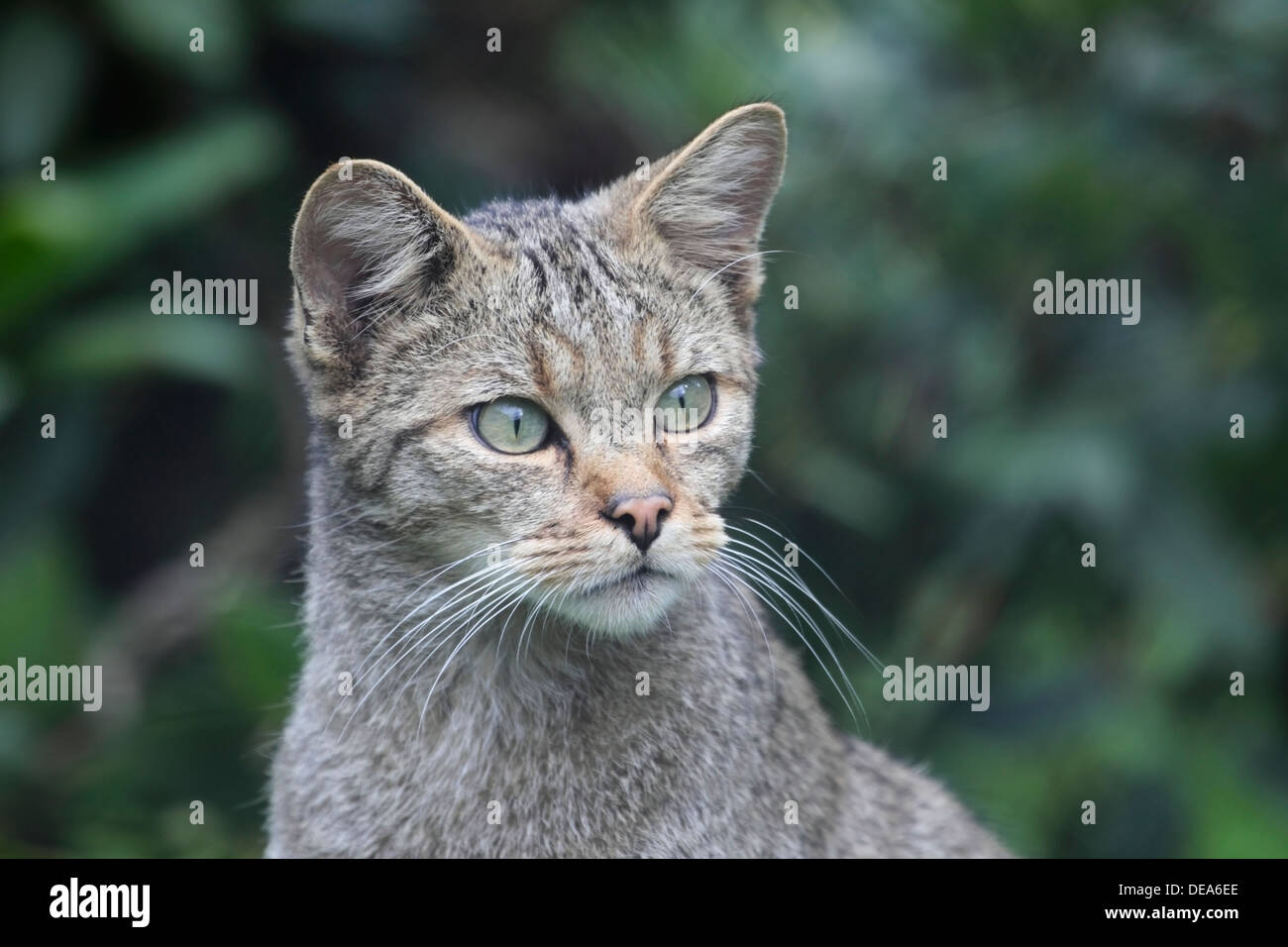 Wild cat in wildlife park, Germany Stock Photo - Alamy