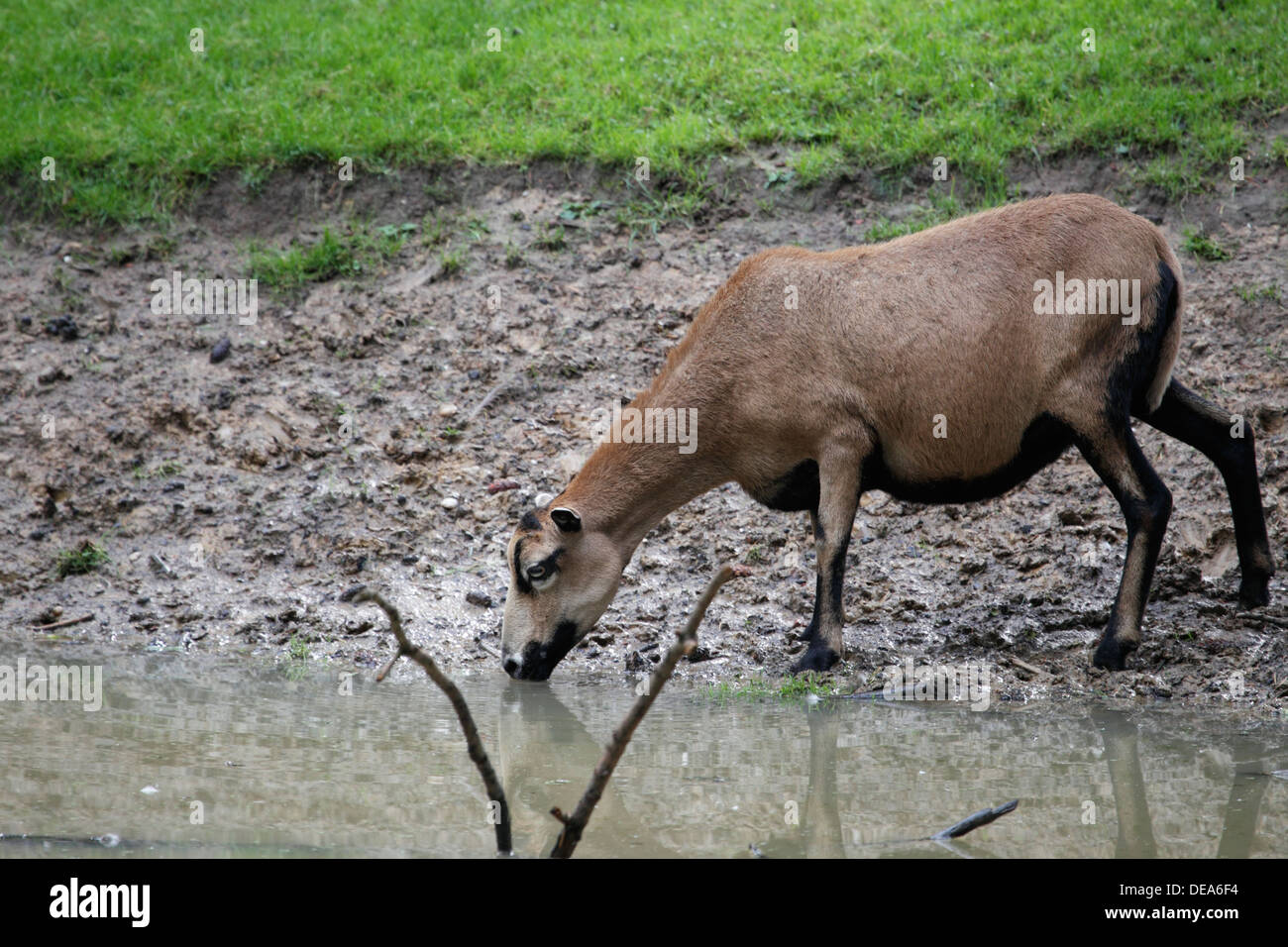 goat drinking from puddle in wildlife park, Germany Stock Photo - Alamy