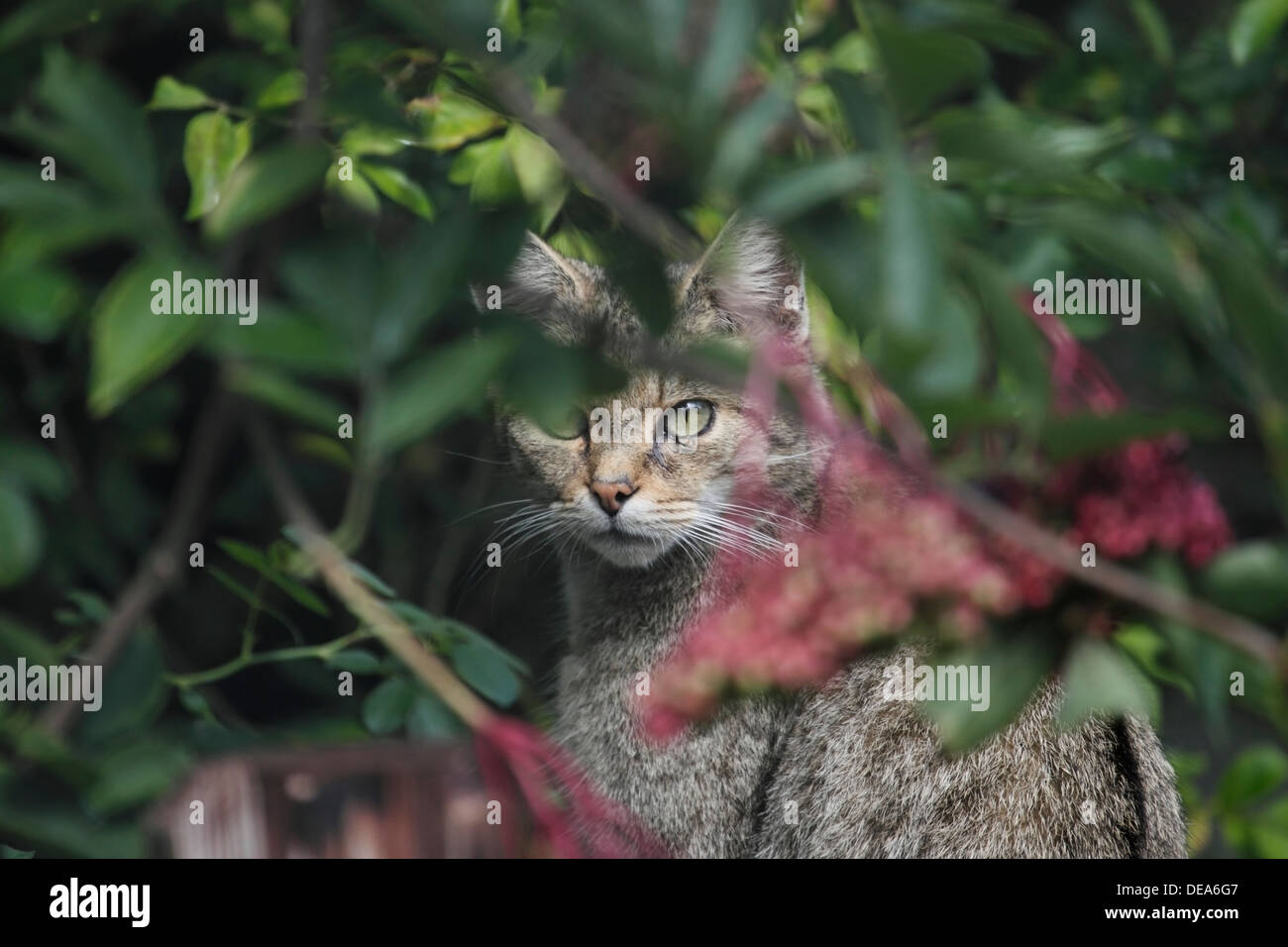Wild cat in wildlife park, Germany Stock Photo - Alamy