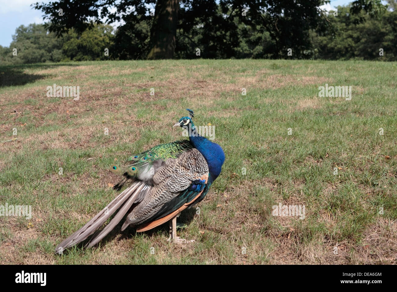 Peacock cock in wildlife park, Germany Stock Photo - Alamy