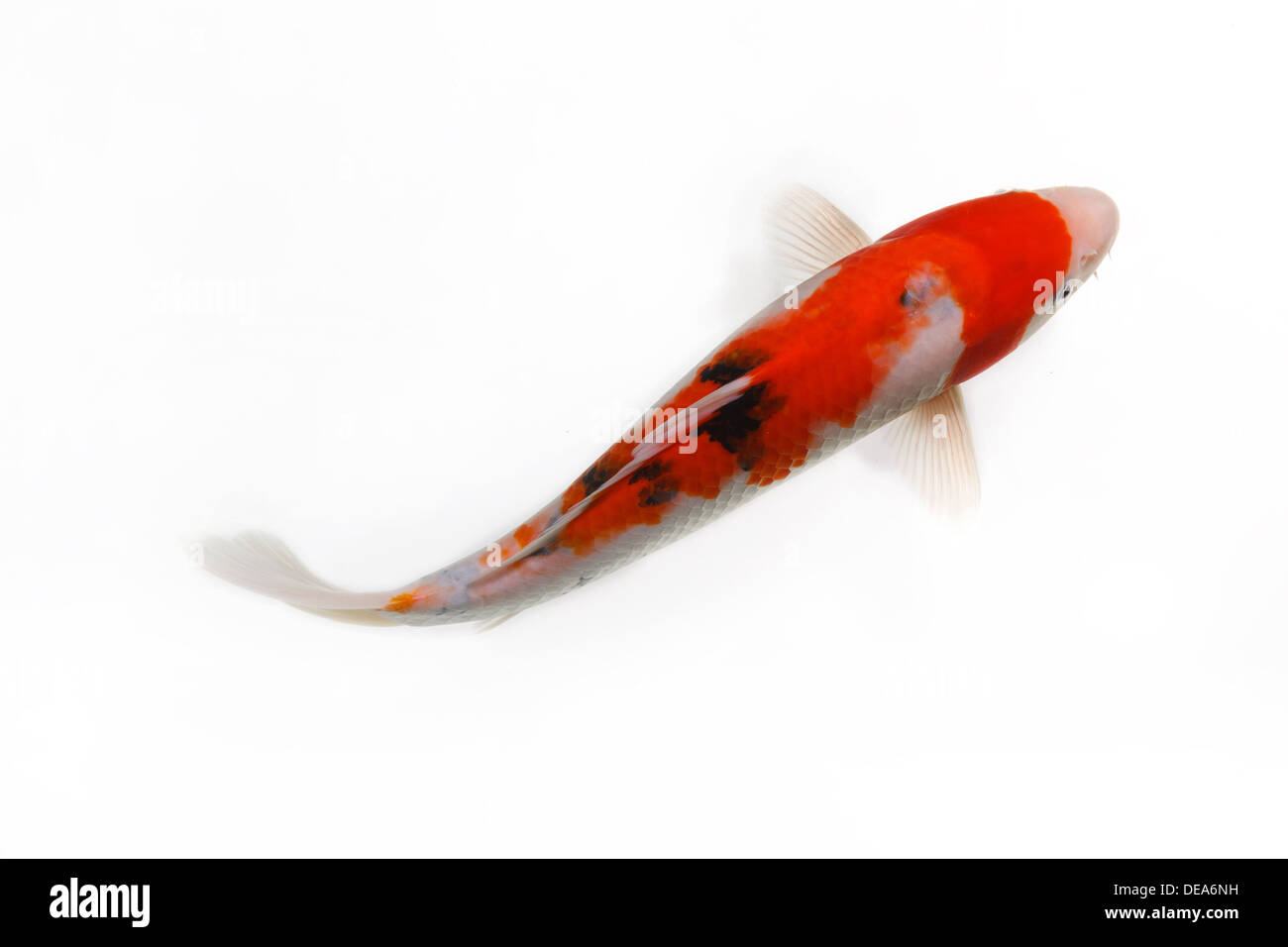 Koi fish up close Cut Out Stock Images & Pictures - Alamy