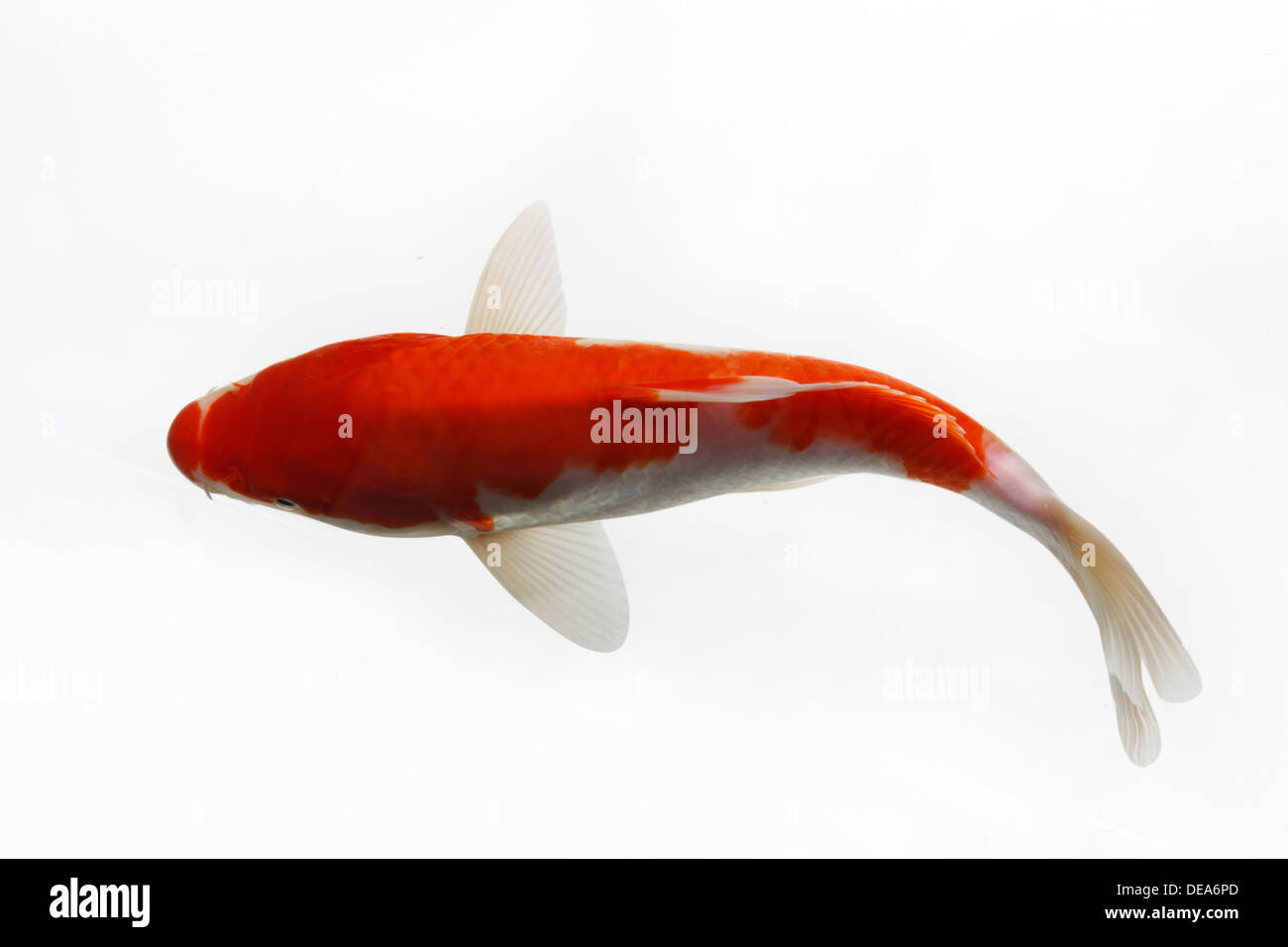 Koi fish up close Cut Out Stock Images & Pictures - Alamy