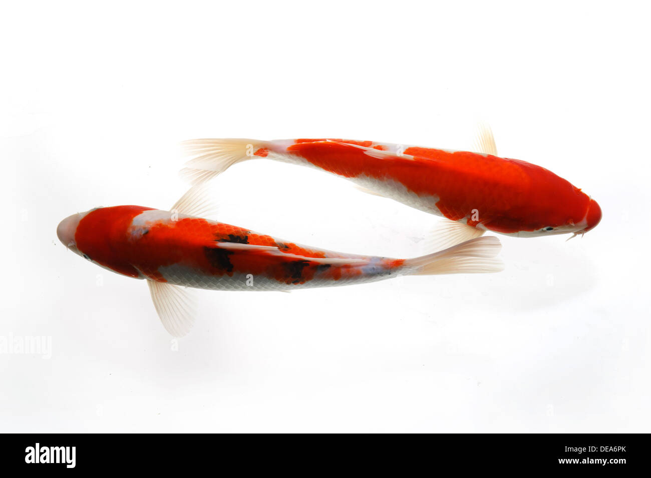 Koi fish up close Cut Out Stock Images & Pictures - Alamy