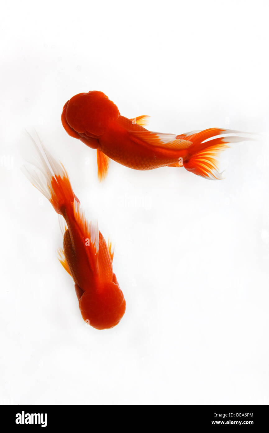 One fish two fish Cut Out Stock Images & Pictures - Alamy