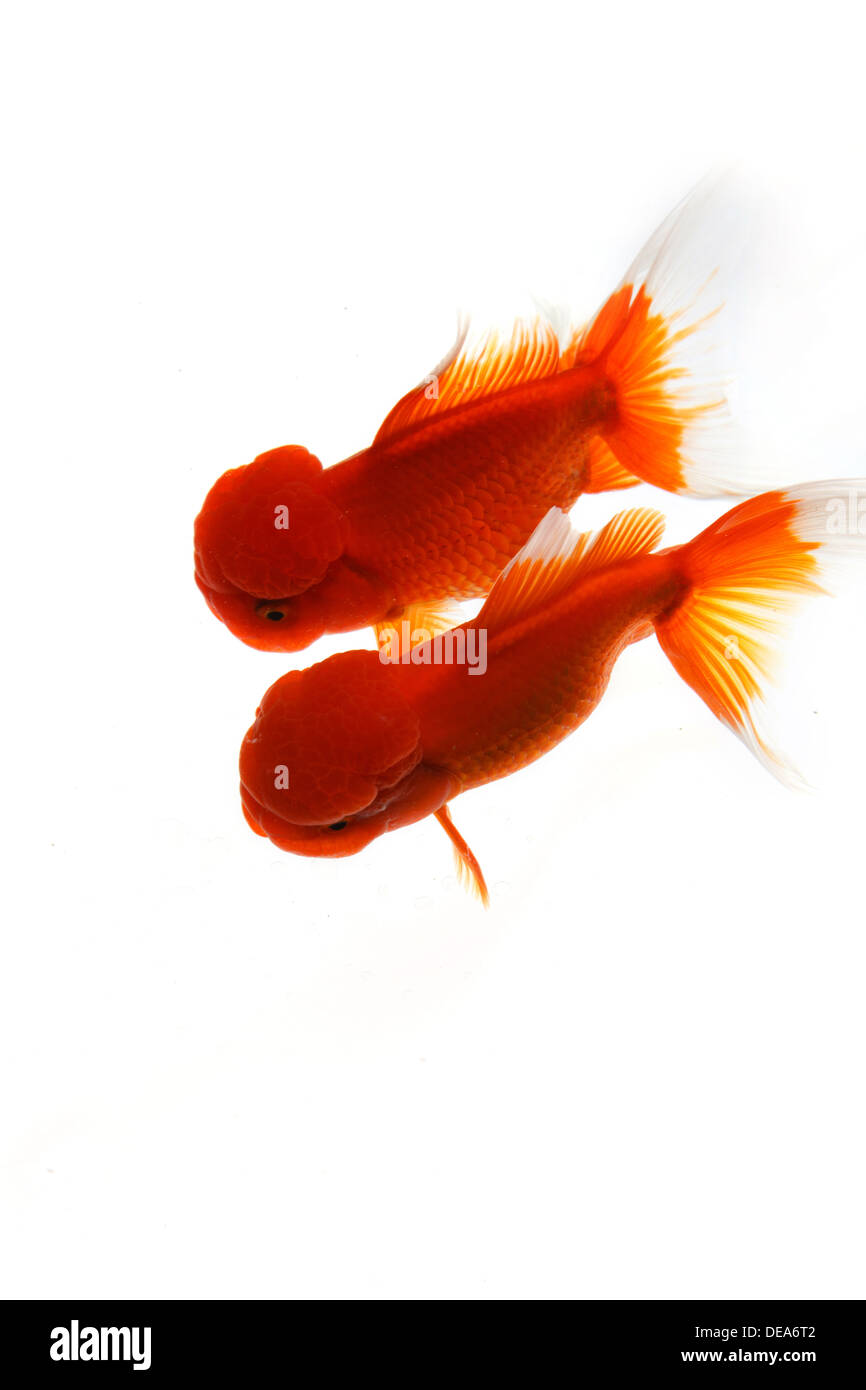 One fish two fish Cut Out Stock Images & Pictures - Alamy