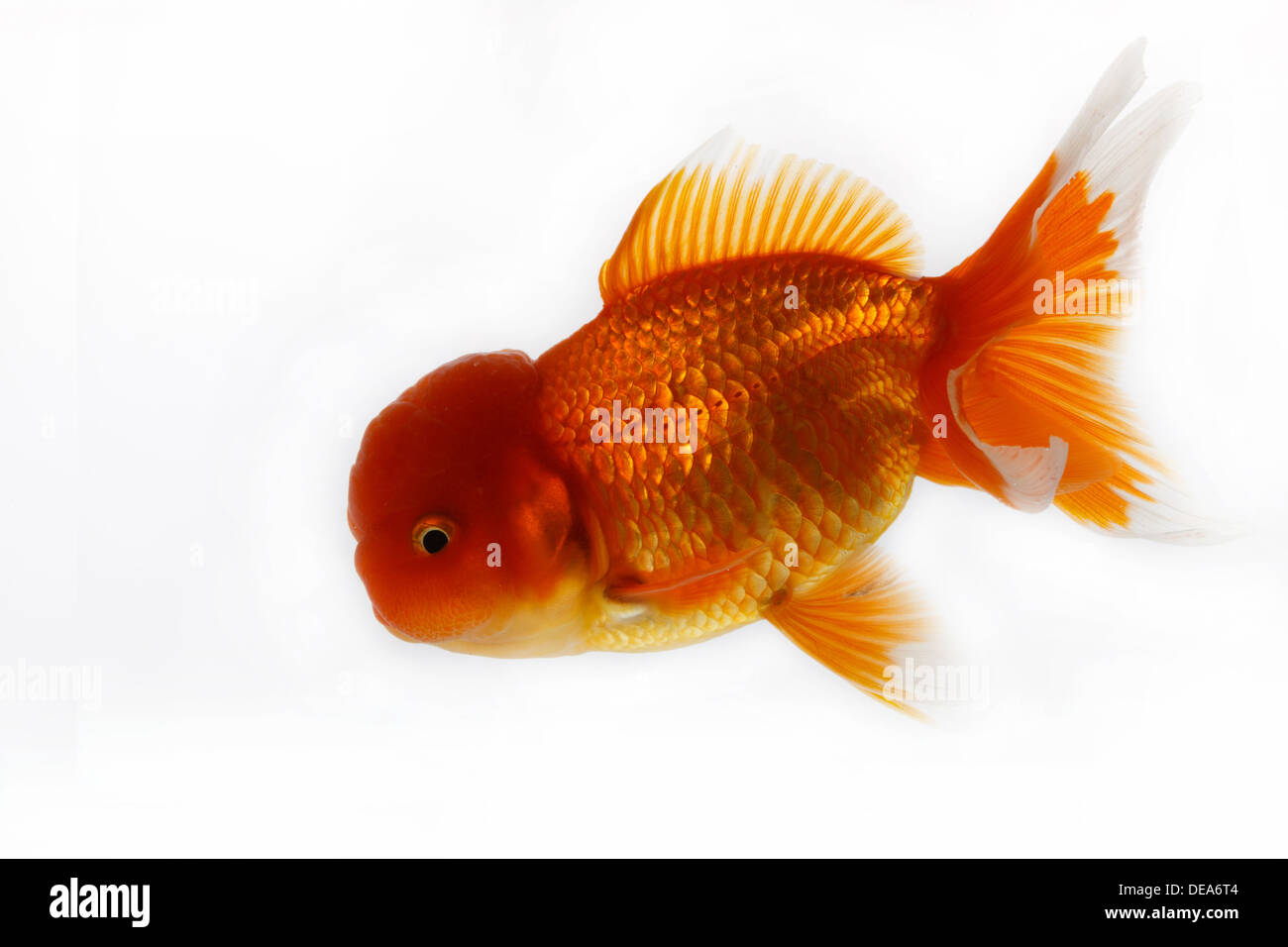 Fish side view Cut Out Stock Images & Pictures - Alamy