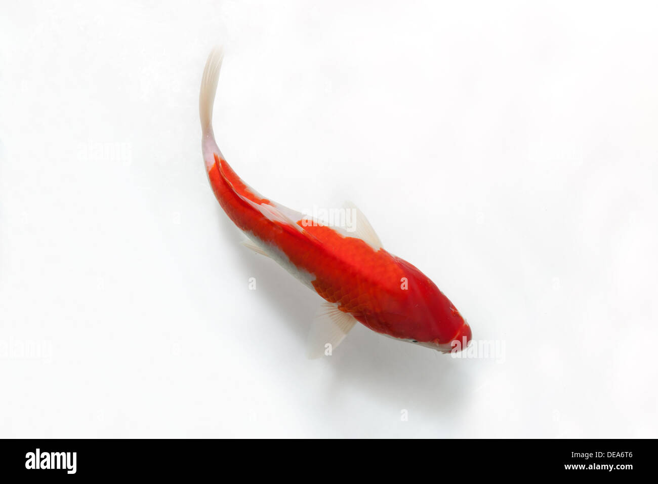Close-up of fish Stock Photo - Alamy