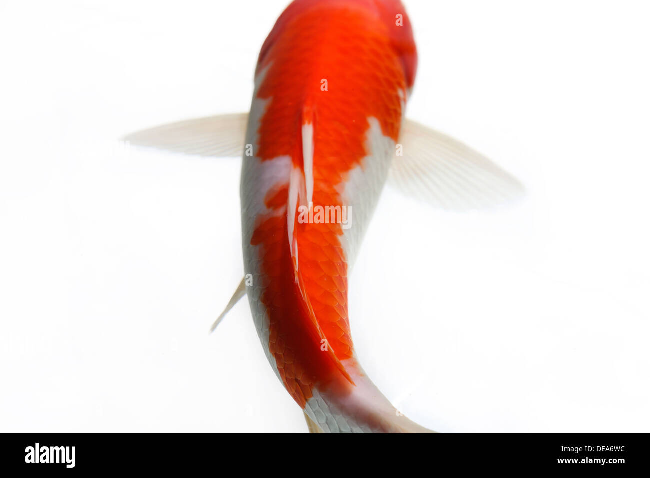 Close-up of fish Stock Photo - Alamy
