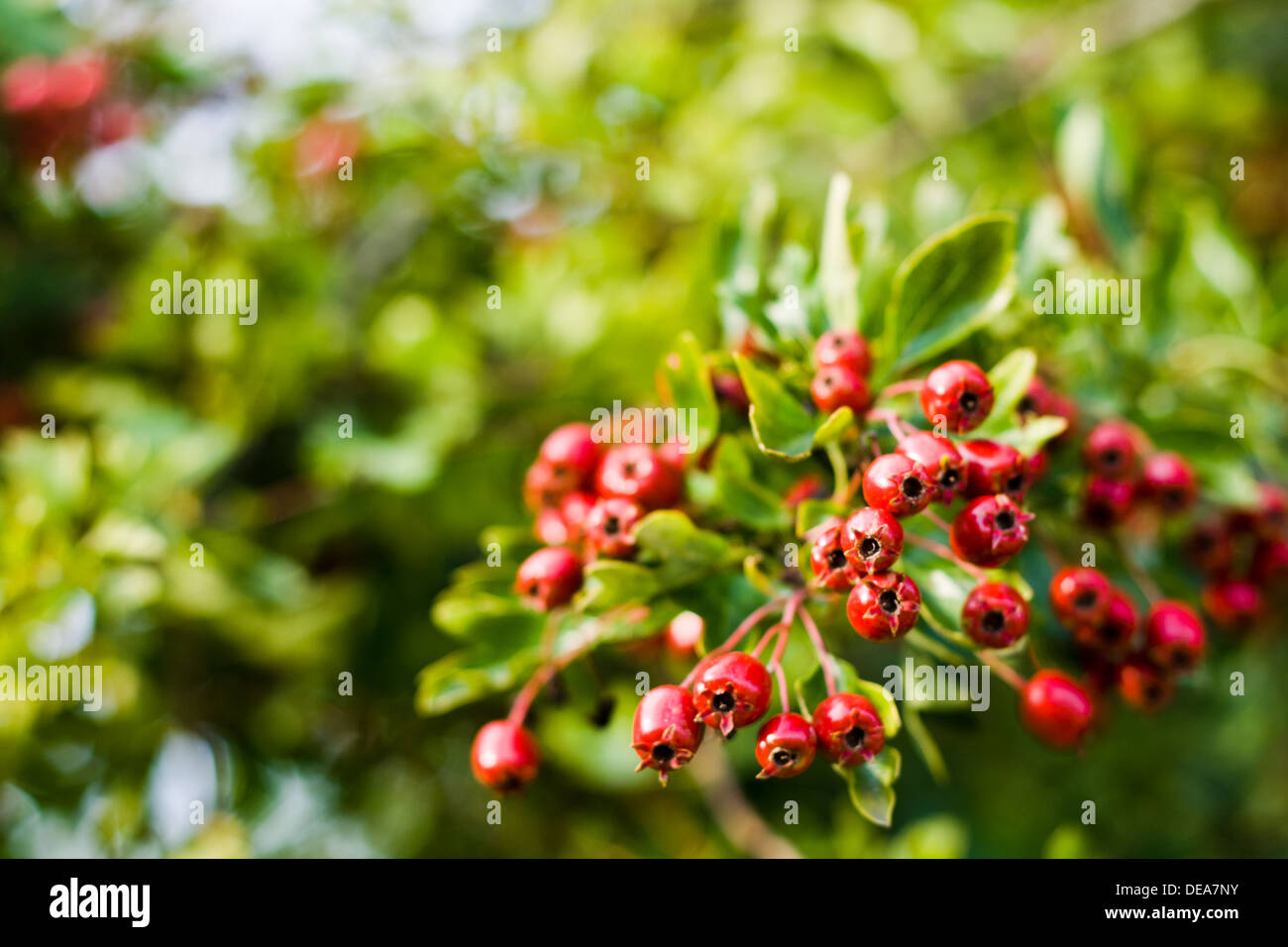 Hawthorn berries hi-res stock photography and images - Alamy