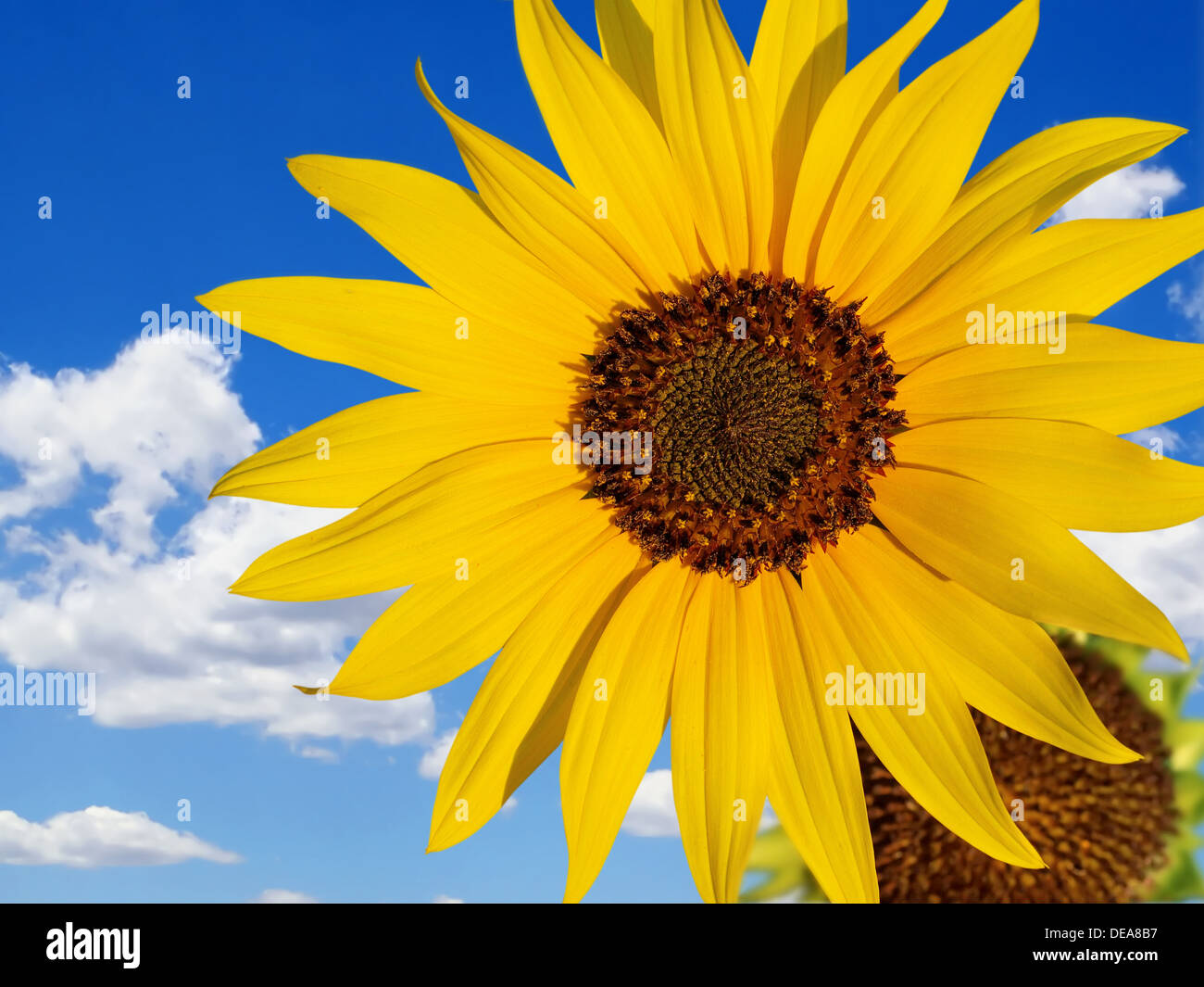 Sunflower on Sky Background Stock Photo - Alamy