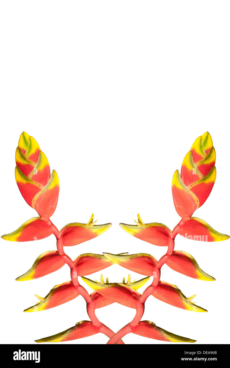 background beautiful beauty bird bloom blossom botanical botany bright ...