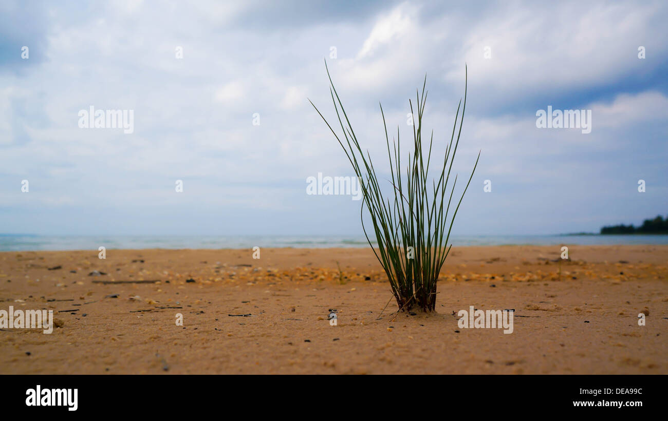 Clump of Grass Growing on the Sand on the Shore of Lake Michigan Stock ...