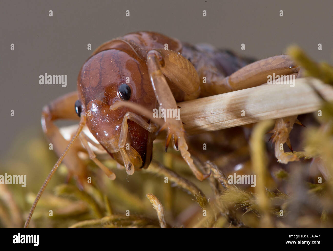 Painful insects hi-res stock photography and images - Alamy