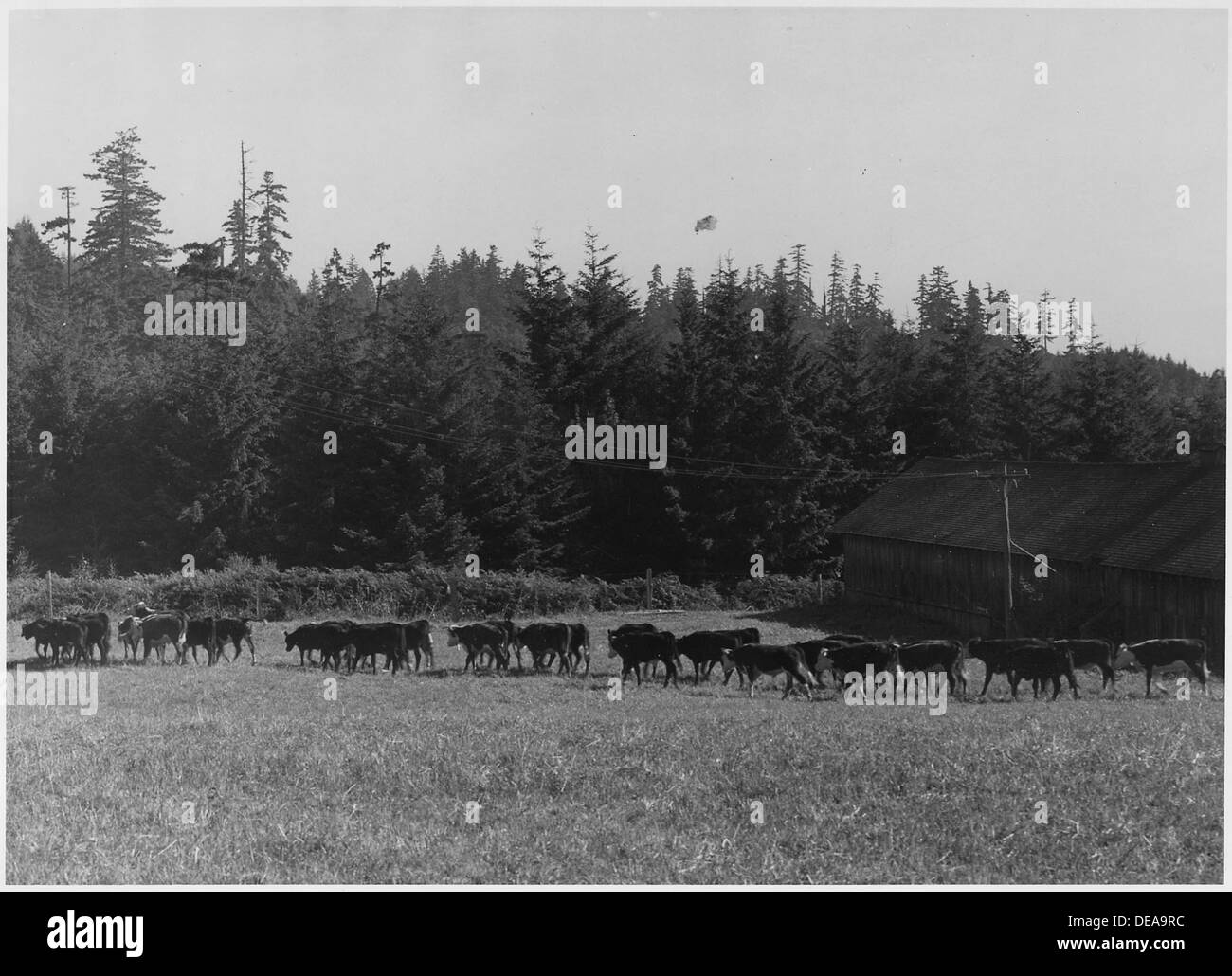 Angus head hi-res stock photography and images - Alamy