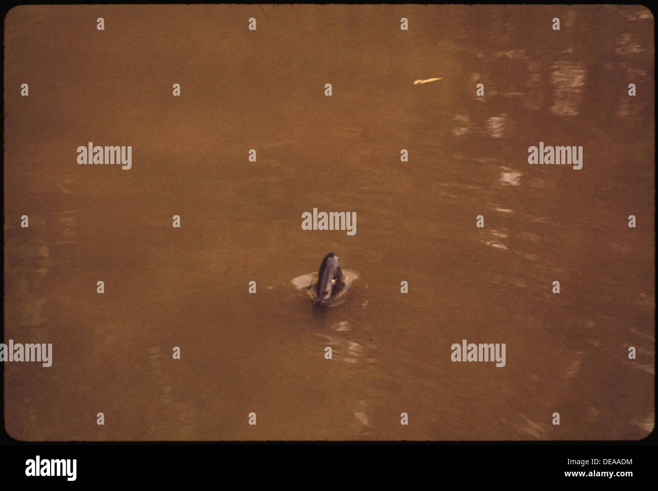 A dying carp in the Olentangy River struggles to survive after a ...